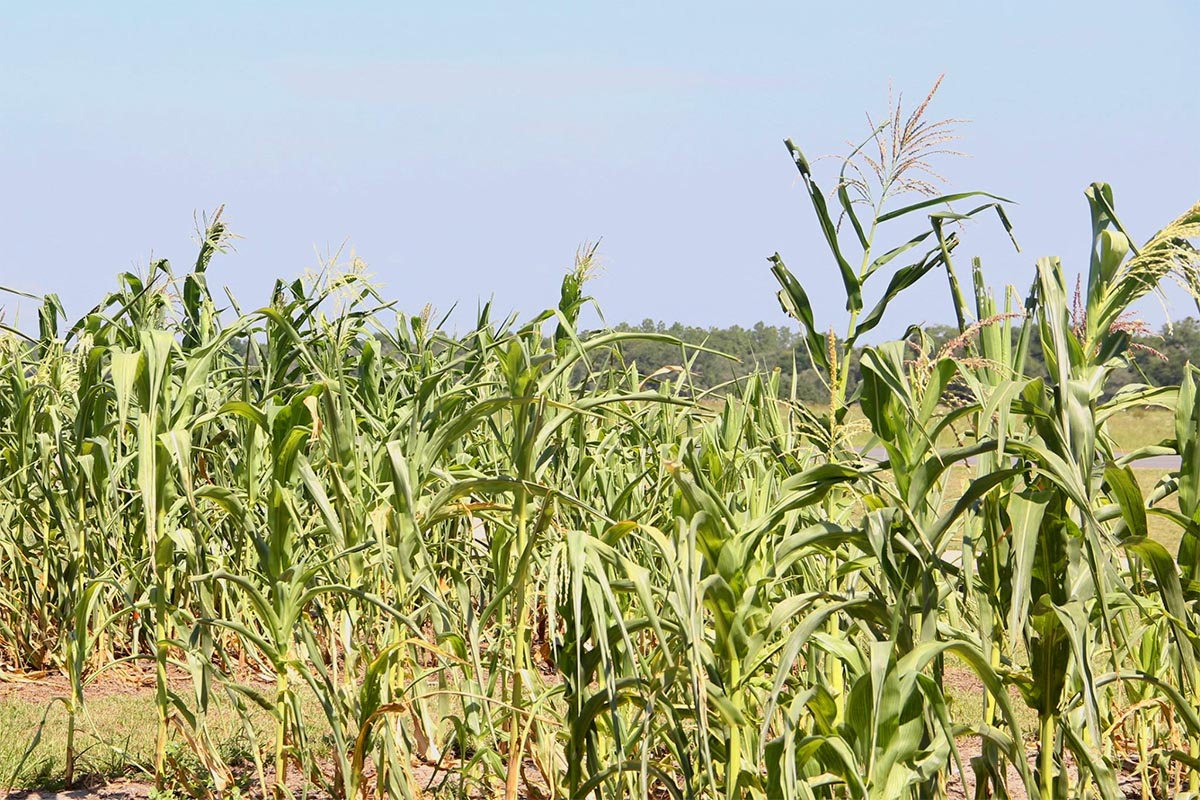 Spiritual and Physical Parallels in Farming - ITEC | Develop | Train ...